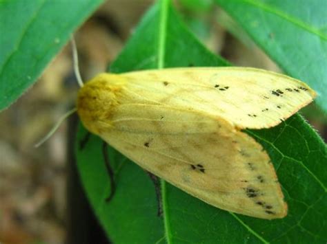 Isabella Tiger Moth Pyrrharctia Isabella Bugguidenet