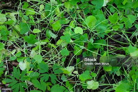 둥근 잎을 가진 녹색 식물은 빽빽한 덮개를 형성합니다 얇은 줄기가 잎 사이에 얽혀 자연스러운 패턴을 만듭니다 이 사진은 무성한 녹지와 식물 세계의 디테일을 보여줍니다