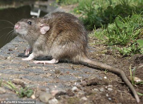 New Zealands Battle Against Invasive Species