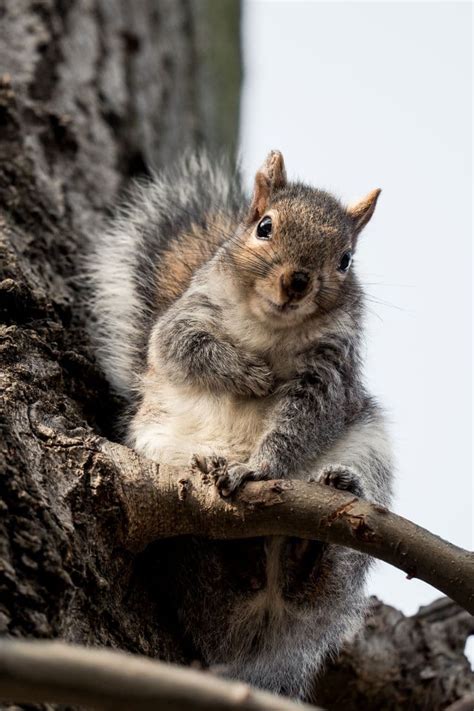Eastern Gray Squirrel Facts Fact Animal