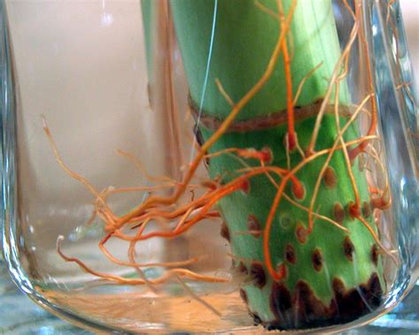 Root Free Photo Download FreeImages