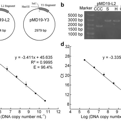Generation Of Standard Curves A The Plasmid Maps Of Pmd19 L2 And