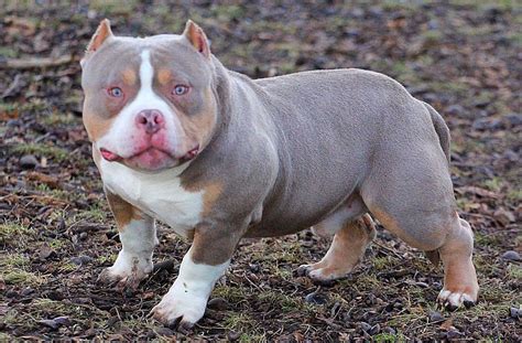 Pocket Bully Small At Jose Hopkins Blog