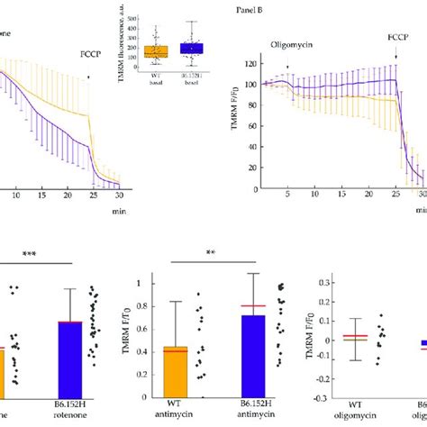 Tmrm Staining And Immunofluorescence Of Mixed Hippocampal Mouse
