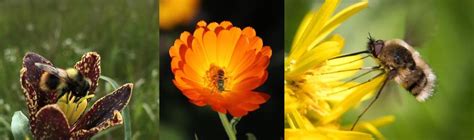 Creating Pollinator Habitats Washington Department Of Fish And Wildlife