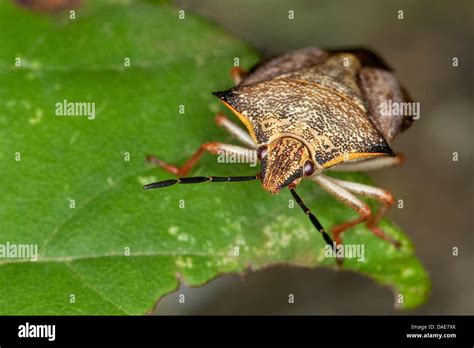 Shield Bug Stock Photos Shield Bug Stock Images Alamy