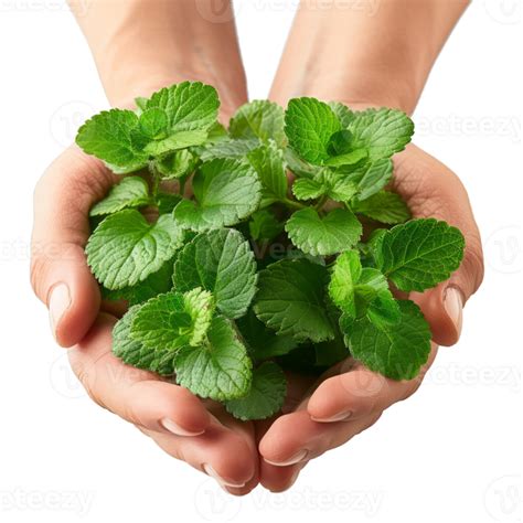 Hands Holding Fresh Catnip Leaves 44619532 Png