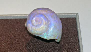 Fossilized In Opal A Look Into The Unique Formation Of Opalized Fossils Rock Seeker