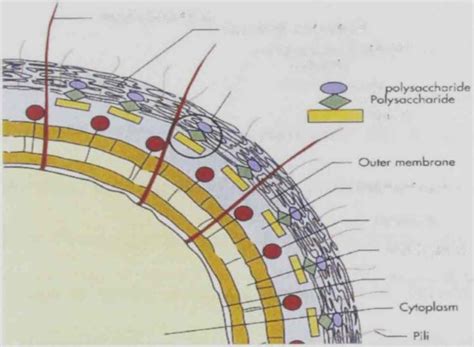 Cell All Structure Of Enterobacteriaceae Murray Et Al 2005 Download Scientific Diagram