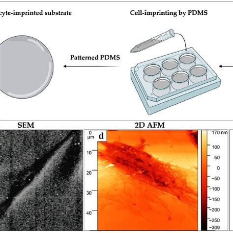 Observation Of Imprinted Substrates By Optical Sem And Afm A