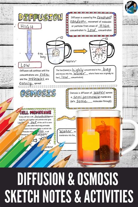 Diffusion And Osmosis Sketch Notes Activities Slideshow Biology Activity Middle Babe