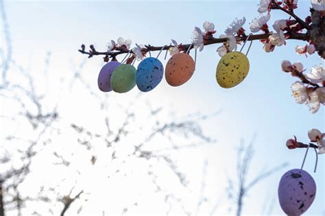 부활절 색깔의 달걀이 매달려있는 꽃이 만발한 나뭇 가지 부활절에 대 한 정원 장식입니다 봄 밝고 즐거운 휴일 4월에 대한 스톡 사진 및 기타 이미지 Istock