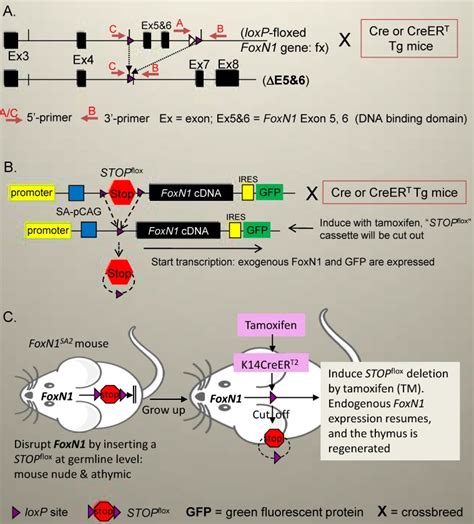Cre Lox Conditional Knockout