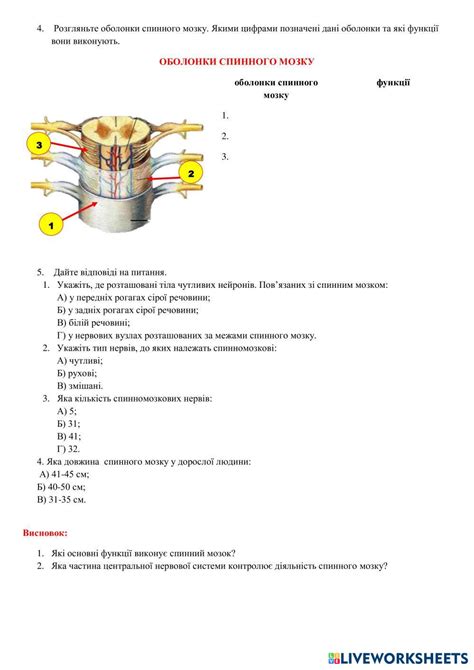 Лабораторне дослідження Будова спинного мозку Live Worksheets