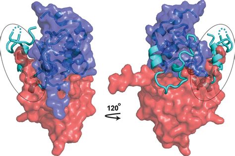 the unique conformation of nef n terminal loop observed in the current