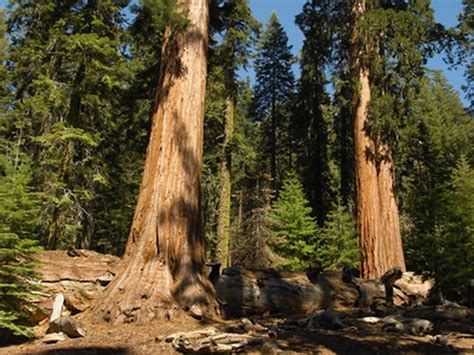 How Do Sequoia Trees Reproduce Ehow