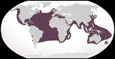 Loggerhead Sea Turtle Habitat Map