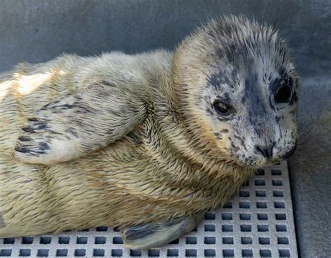 How To See The Gray Whale Migration And Help Save A Life The Marine Mammal Center