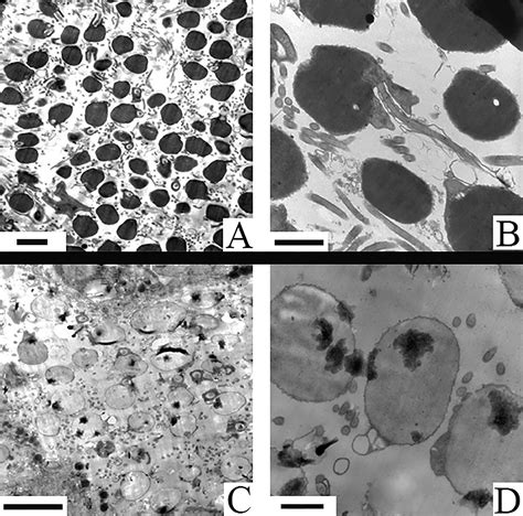 Comparative Analysis Of Testis Transcriptomes From Triploid And Fertile