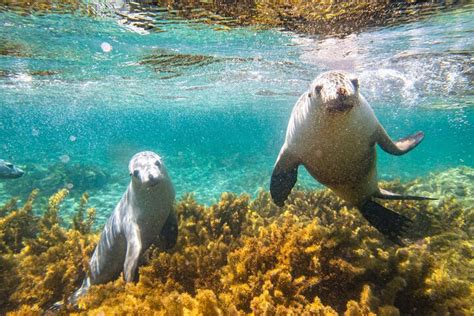 2023 Half Day Sea Lion Snorkeling Tour From Port Lincoln