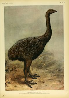 Did Climate Cause The Extinction Of The Ice Age Megafauna