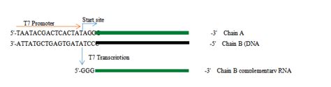 T7 High Yield Rna Synthesis Kit—efficient Rna Synthesis For Research