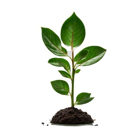 Premium Psd Dirt Ecology Soil Spring Ground