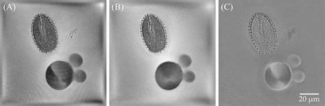 3d Differential Interference Contrast Microscopy Using Polarisation‐sensitive Tomographic