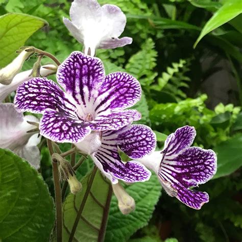 Growing Healthy Streptocarpus Cape Primroses