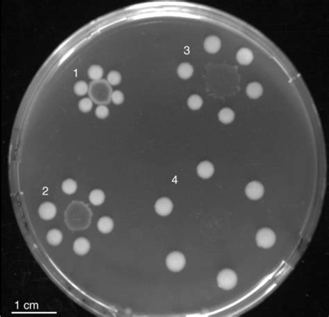 Case Studies — Anabio Microencapsulation Of Sensitive Ingredients