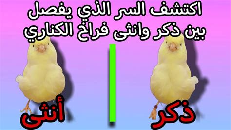 كيف تميز الفرق بين ذكر وانثى فراخ الكناري Youtube