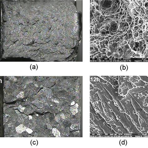 Microstructure Of The Cast Dss Solution Treated Austenite Is Light And