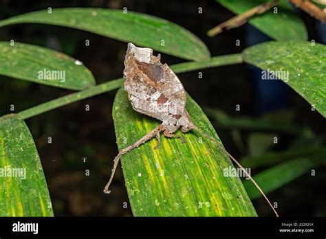 A Leaf Insect At The Amazonas Jungle Night Mocagua Puerto Nariño