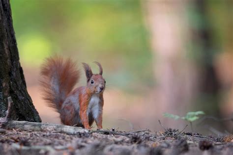 Premium Photo Red Squirrel In The Forest