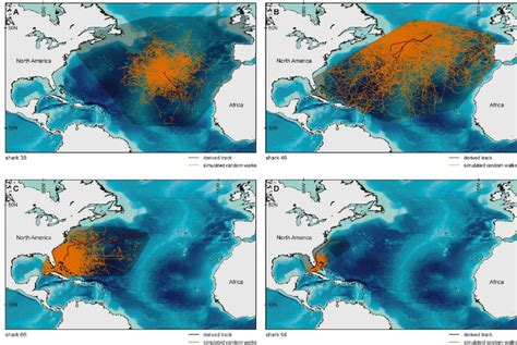 fig s6 examples of random walk simulations for the different shark