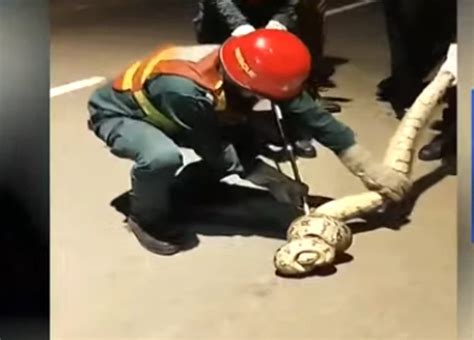 12 Foot Long Python Terrorise Residents In Sarai Alamgir