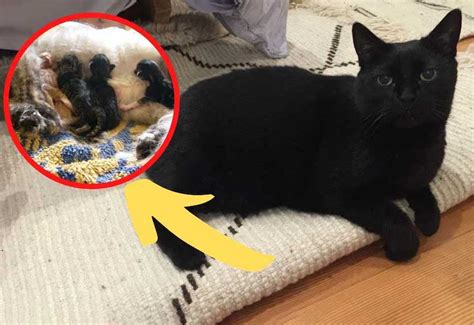 Woman Saved Pregnant Cat From A Shelter She Was Baffled When She Saw What She Gave Birth To