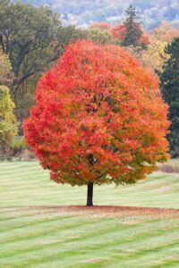 Of The Best Types Of Maple Trees To Grow At Home Gardeners Path
