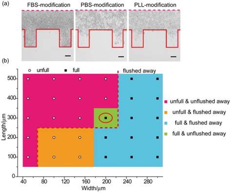 Parameter Optimization Of Microfluidic Cell Density Gradient Generator Download Scientific
