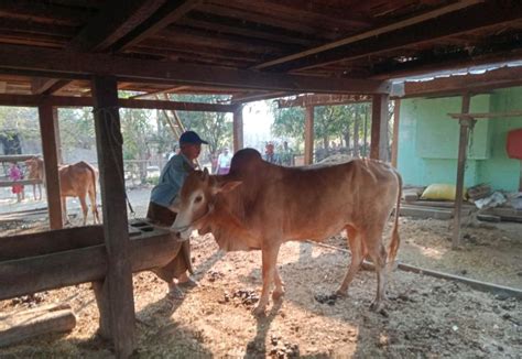 ငဖဲမြို့နယ် ငရံ့ချောင်းကျေးရွာမှ နွားကောင်ရေ ၃၂၅ကောင်အား ပေါင်ပုပ်လက