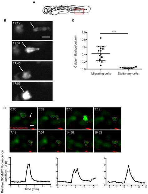 Direct In Vivo Manipulation And Imaging Of Calcium Transients In Neutrophils Identify A Critical