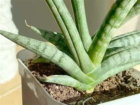 꽃 오래 볼 수 있게 캄파눌라 키우는 방법 월동 물주기 번식 Botanical House