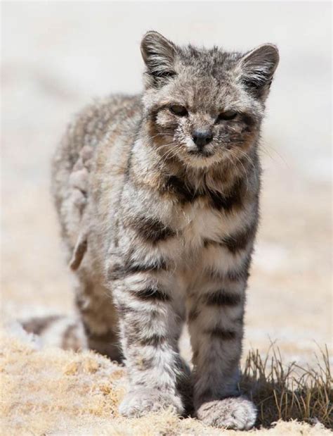 The Hidden World Of Wild Cats 12 Fascinating Felines You Wont Find At