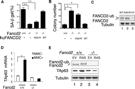 Fancd2 Activates Transcription Of Tap63 And Suppresses Tumorigenesis Molecular Cell