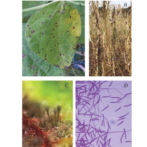 Symptoms Of Angular Leaf Spot Of Bean A Leaves B Pods C