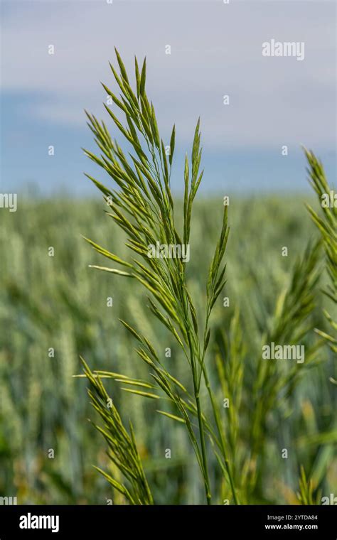 Bromegrass Seed Heads With Blurry Background Bromus Is A Large Genus