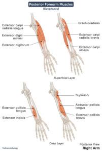 Posterior Forearm Muscles Extensors Names Anatomy Diagram