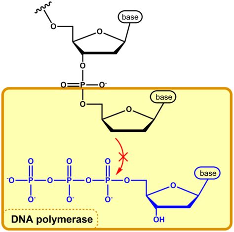 Difference Between Dntp And Ddntp Compare The Difference Between Similar Terms