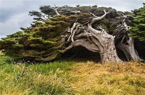 Trees Shaped Into Amazing Form 17 Photos Artofit