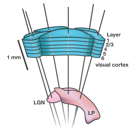 Visual Coding Neuropixels Brain